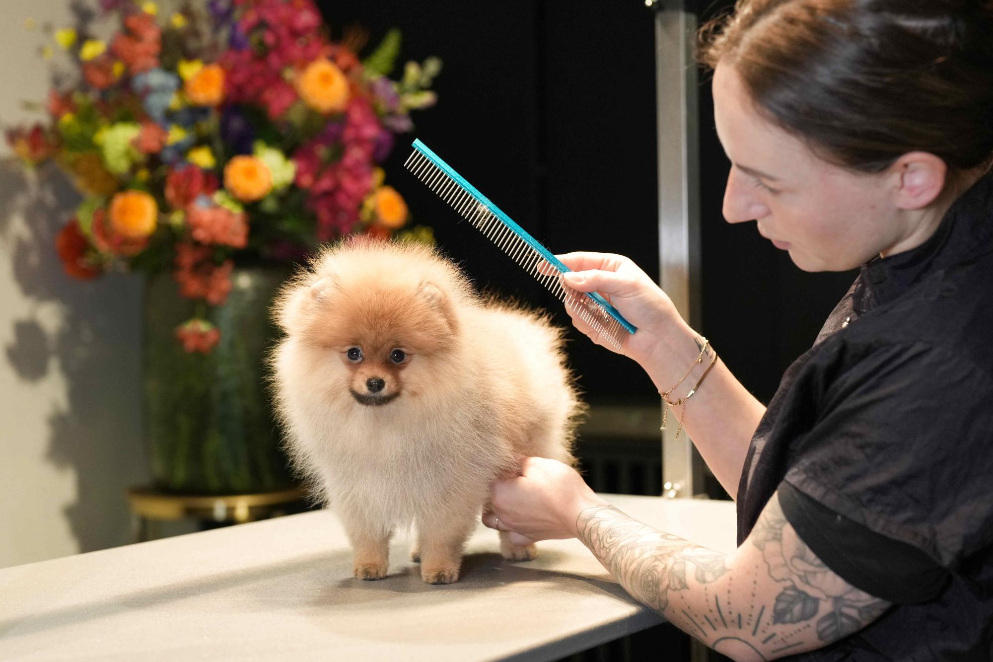 Trimsalon | Woof's Place